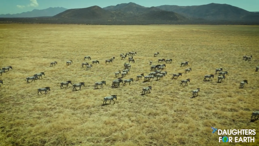 Women Healing Rangelands in Samburu, Northern Kenya - Daughters for Earth